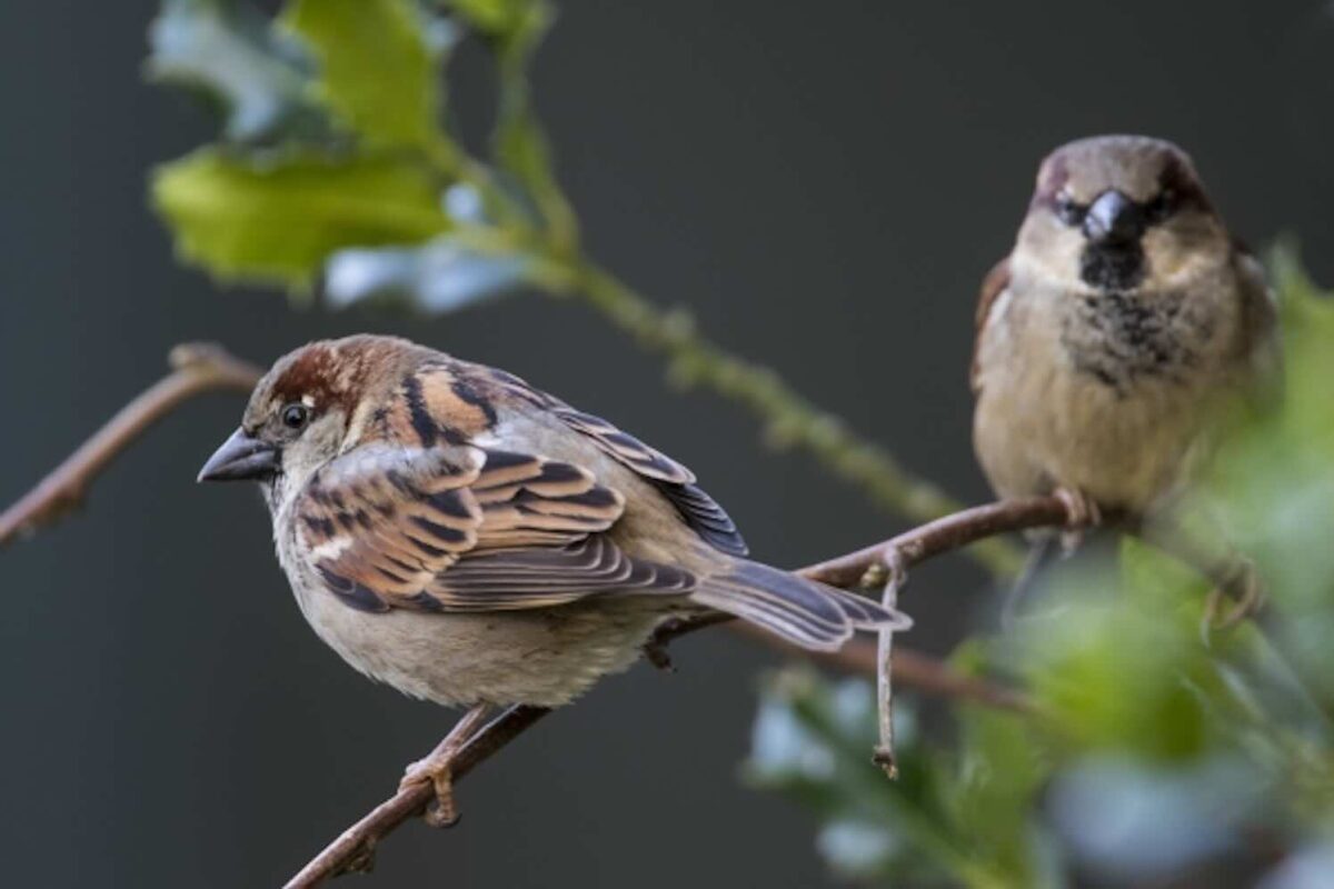 Mussen en mezen domineren vogeltelling 2024 - GroenVandaag