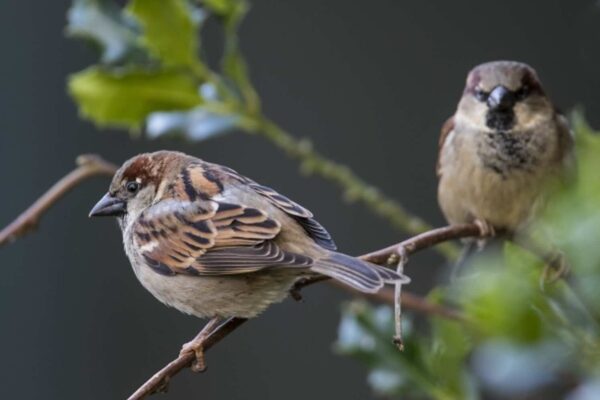 2024 is het jaar van de huismus - GroenVandaag