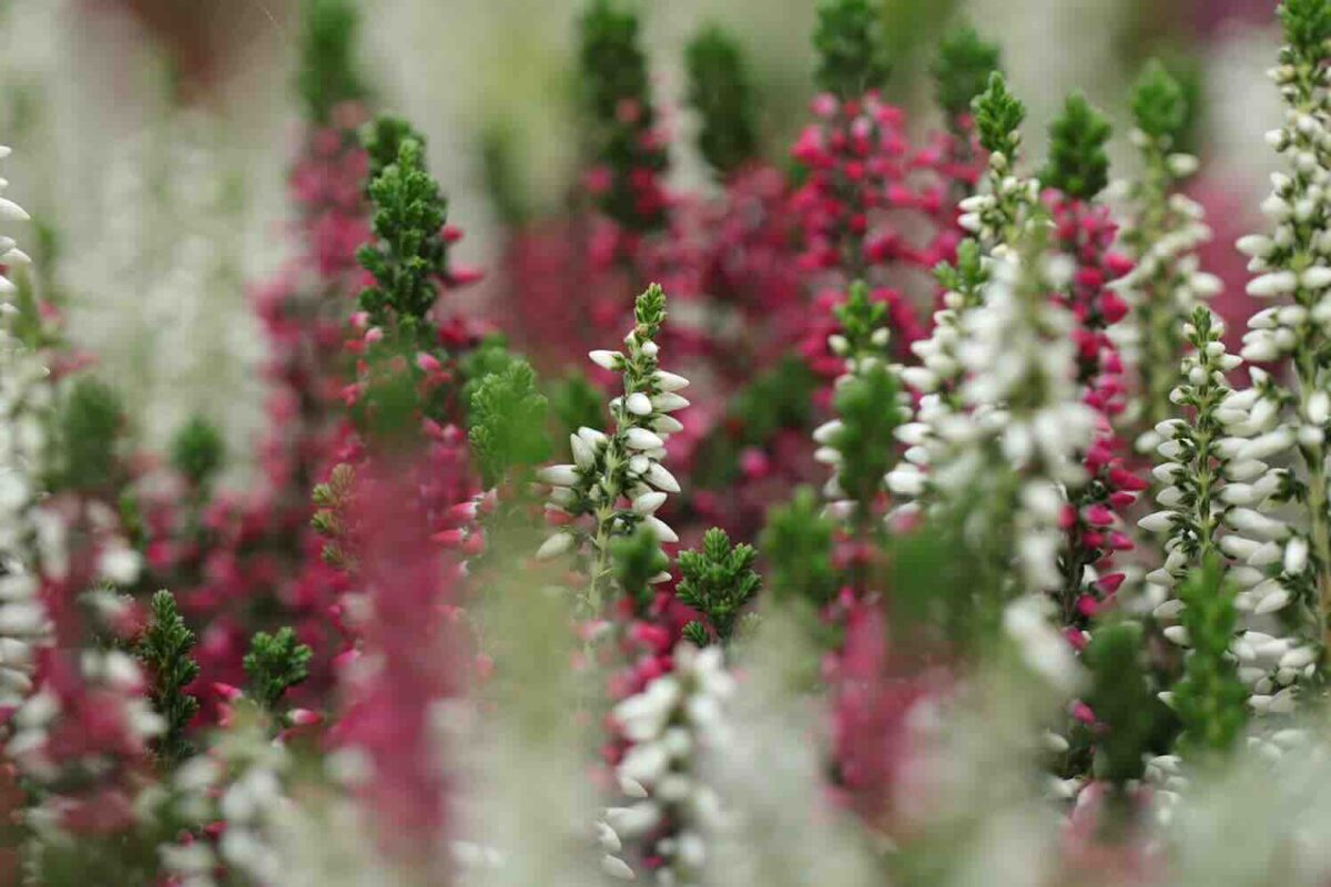 Tips voor het verzorgen van heideplanten en struikheides - GroenVandaag