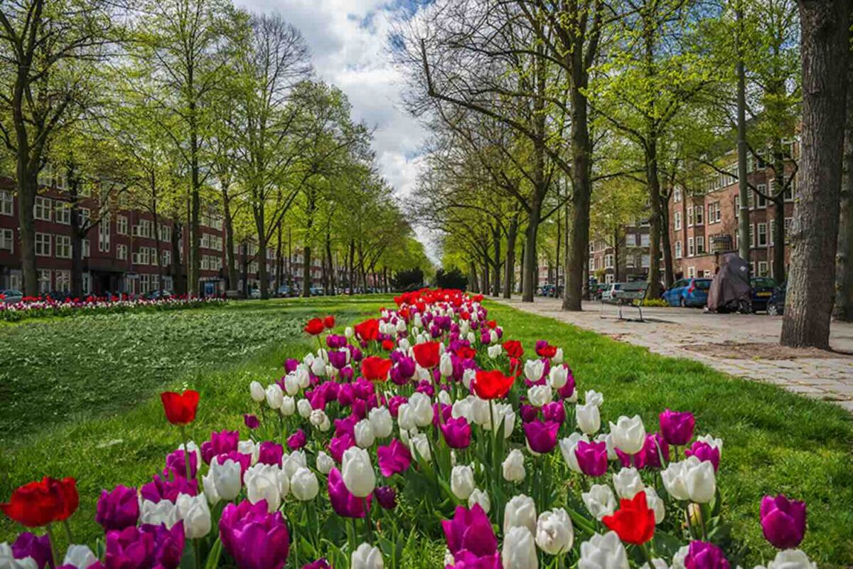 Tulp Festival 2025 opent met doop NEMO tulp - GroenVandaag