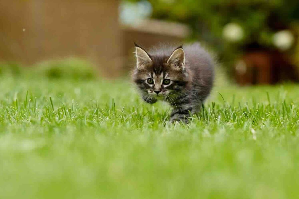 Van gras tot grind: wat past het best bij jouw tuin? - GroenVandaag